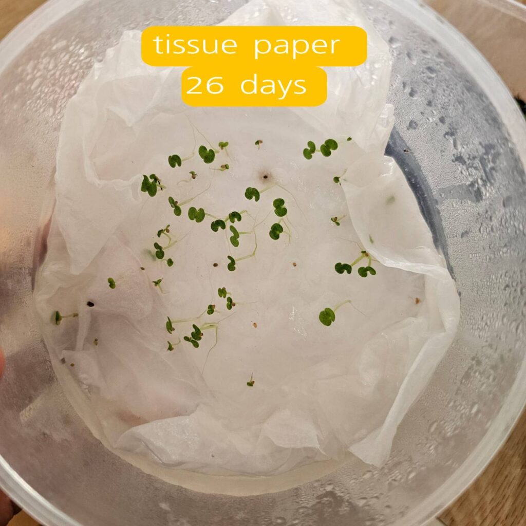 Plant & Care - prasertcaladium