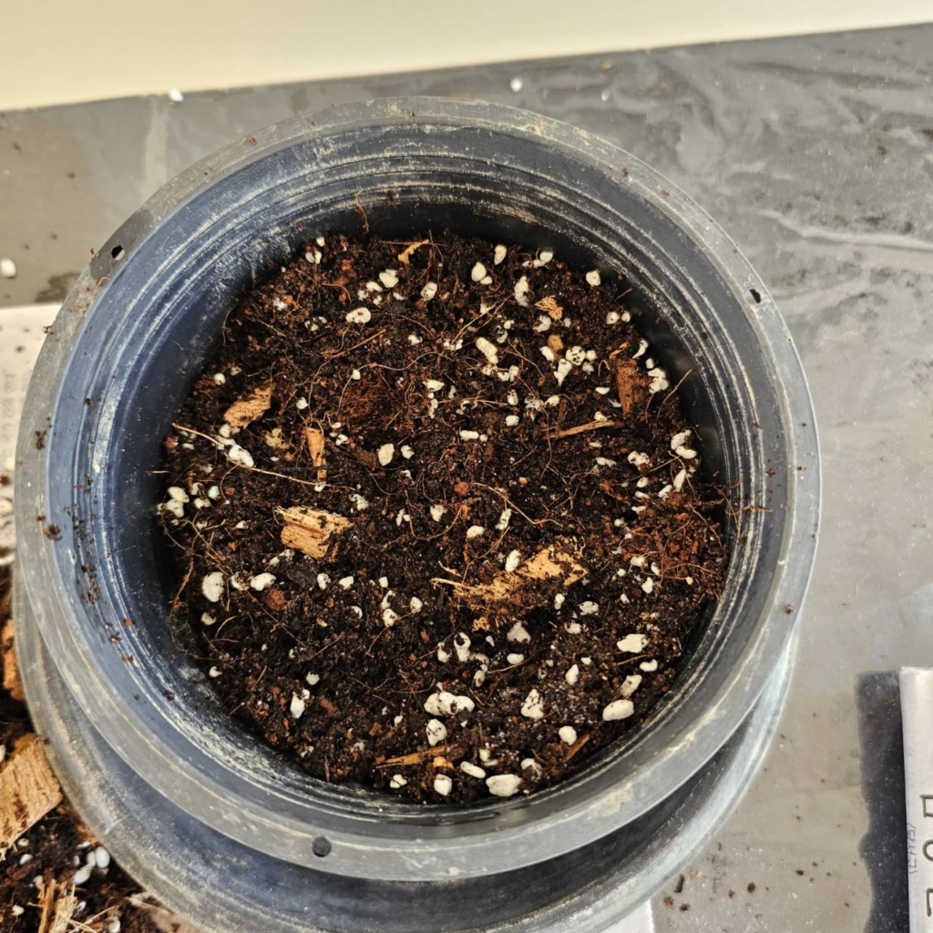 Plant & Care - prasertcaladium