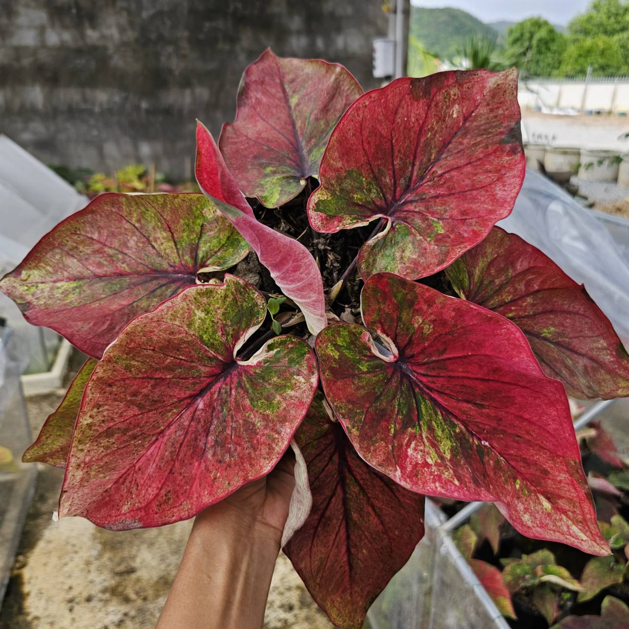 Homepage - prasertcaladium