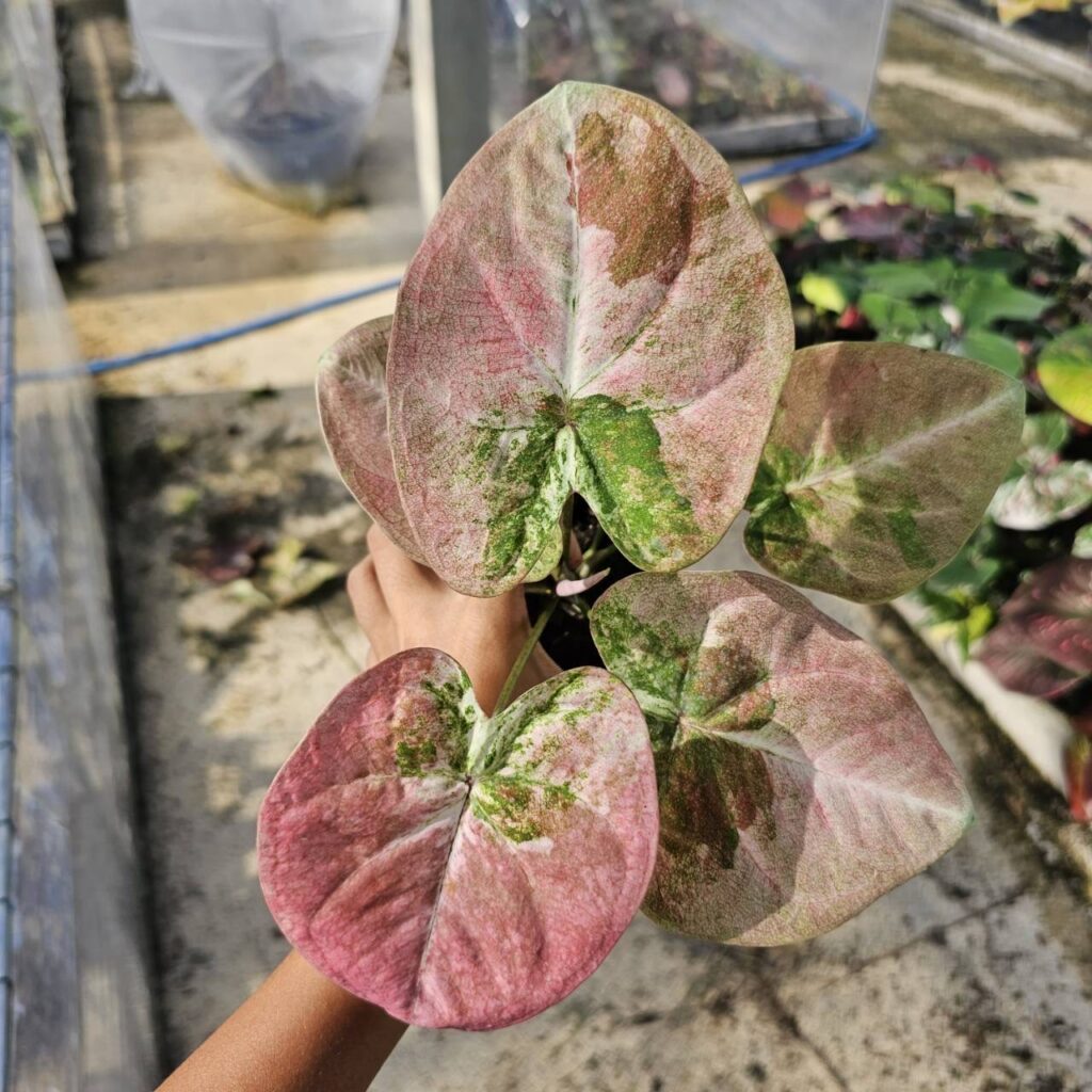 prasertcaladium