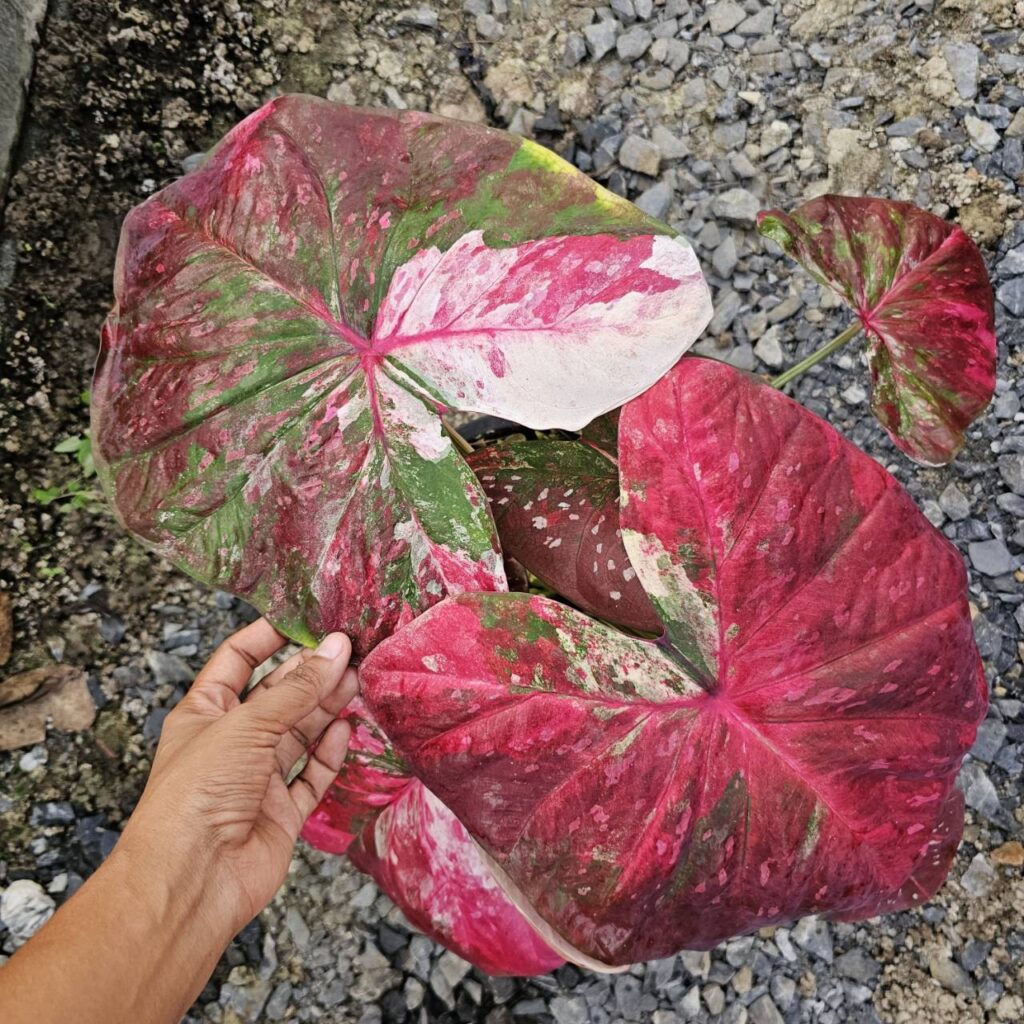 Homepage - prasertcaladium