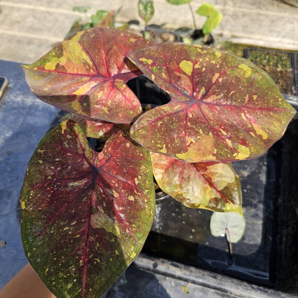 Homepage - prasertcaladium