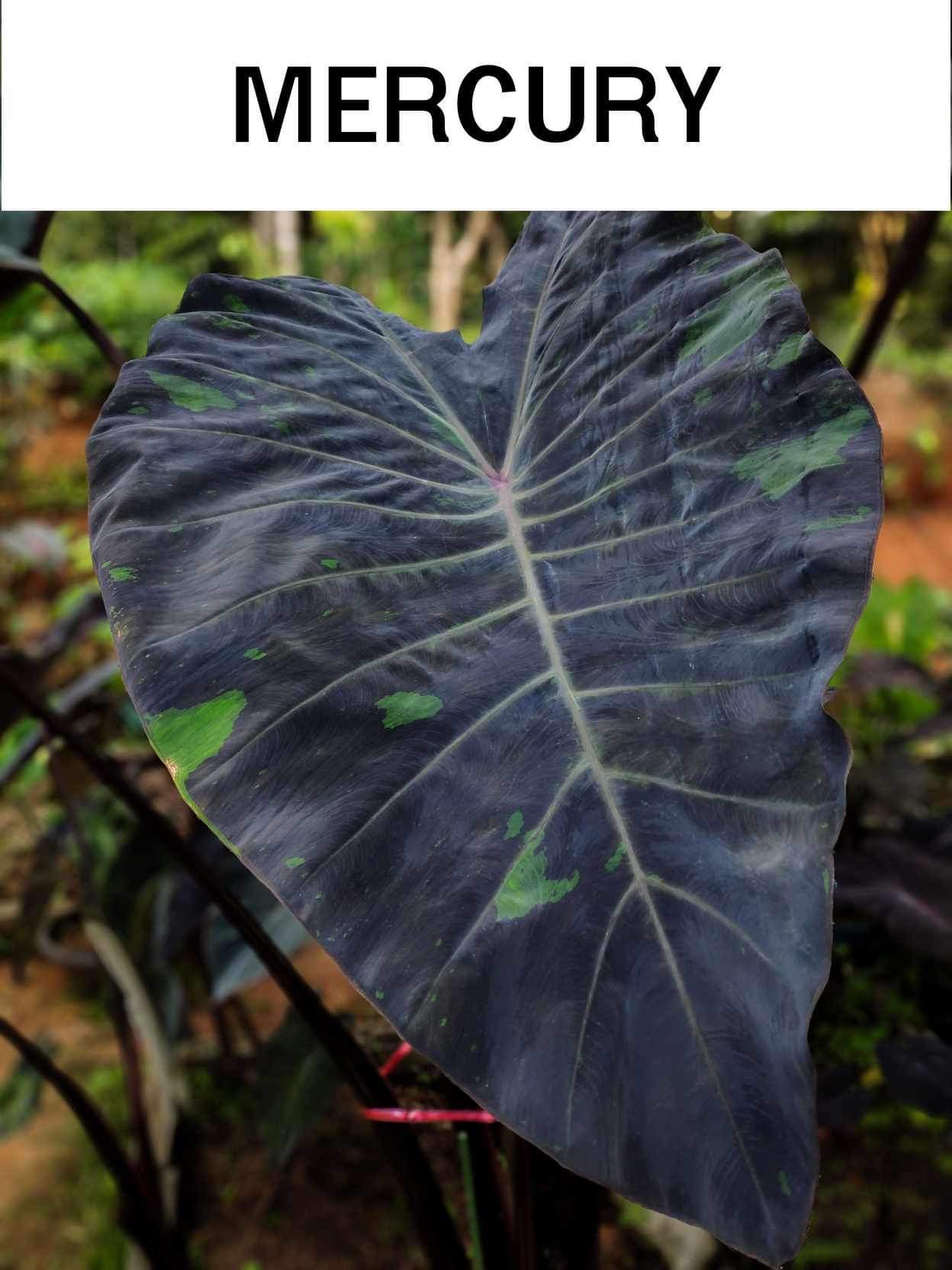 Homepage - prasertcaladium