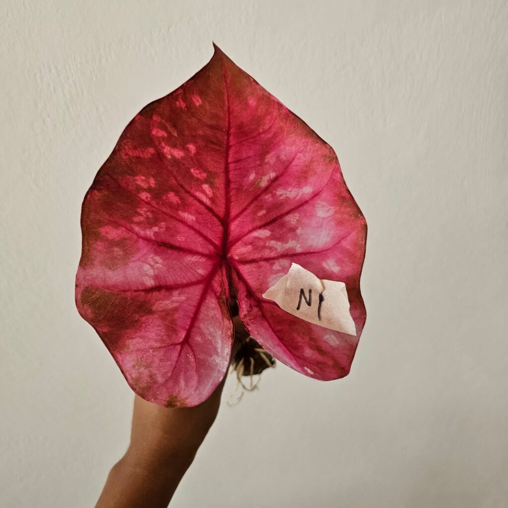 Homepage - prasertcaladium