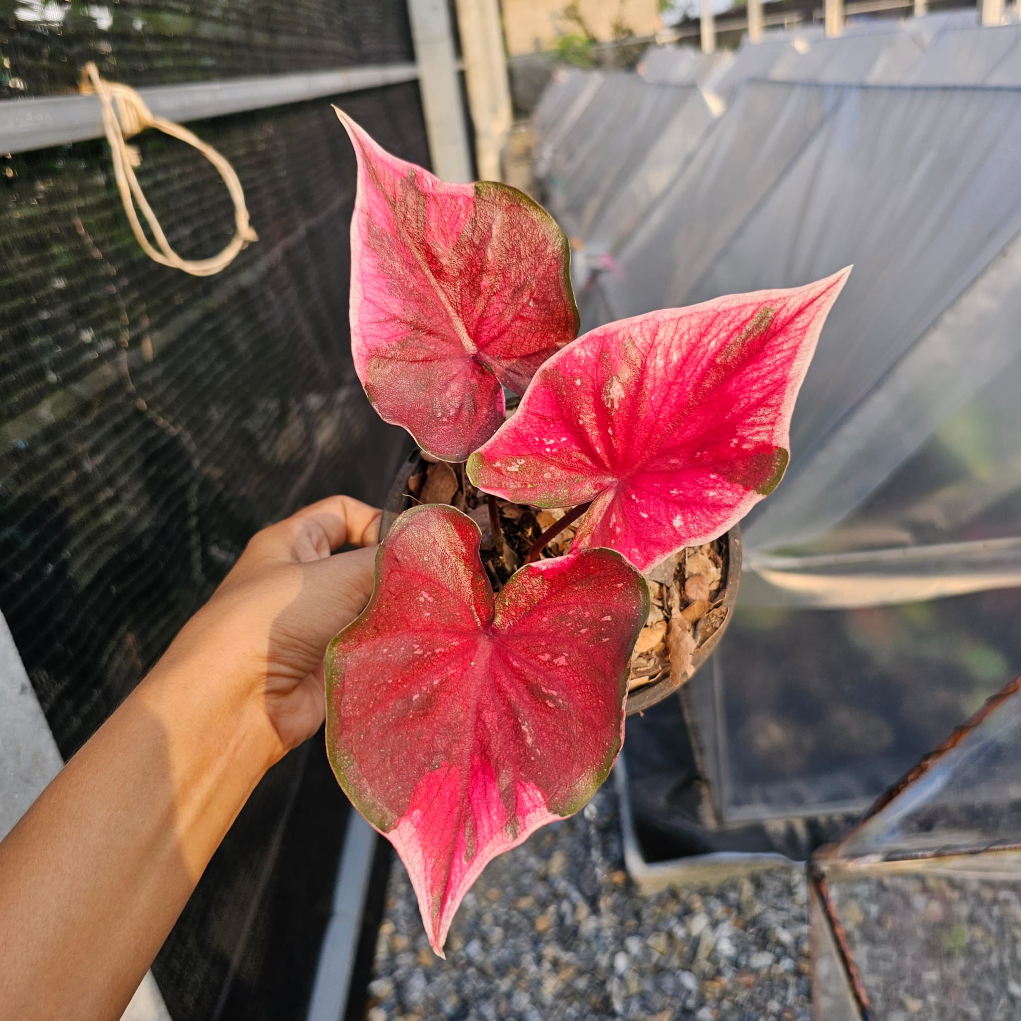 manee watsana (plant) - prasertcaladium