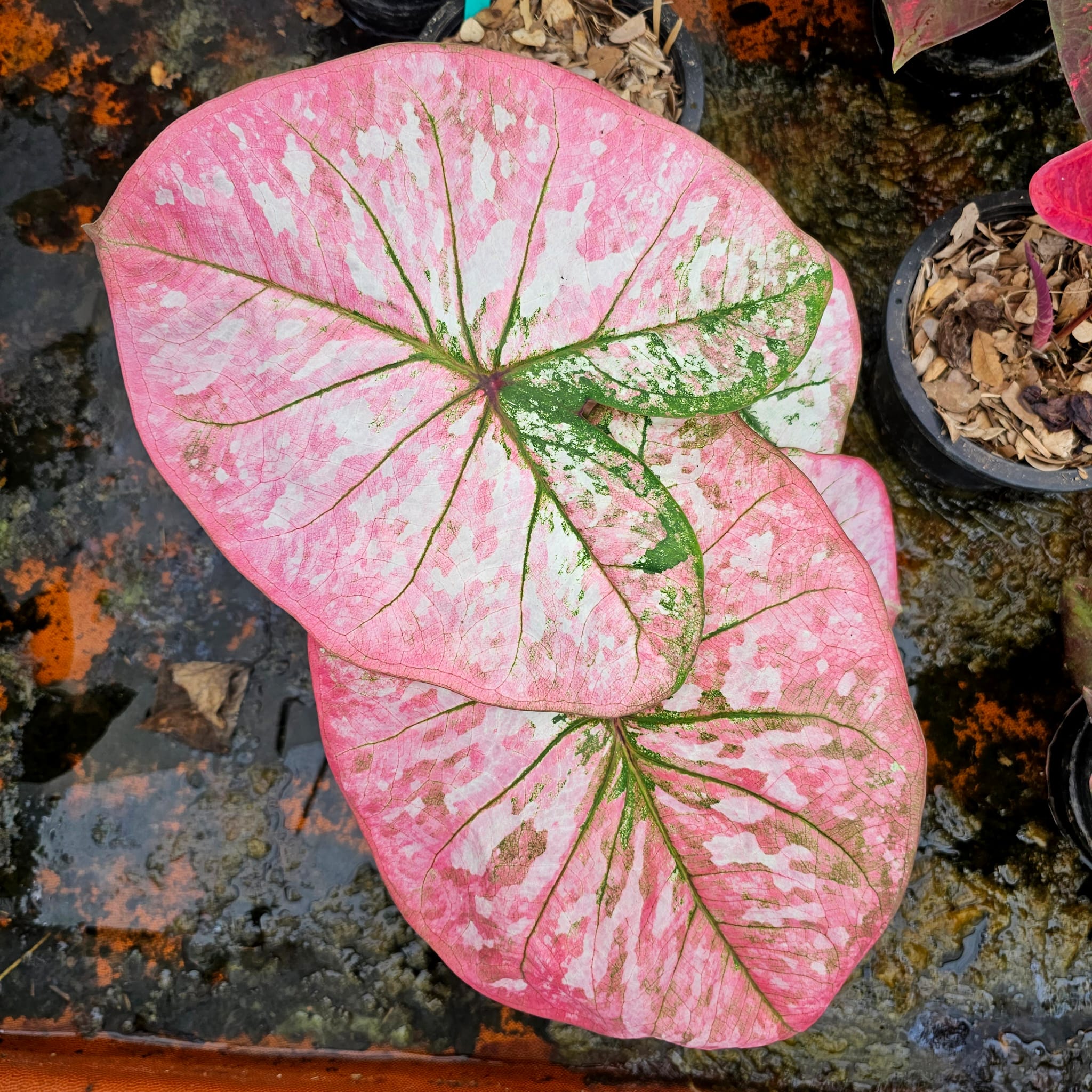 chompoo wanjai (bulb) - prasertcaladium