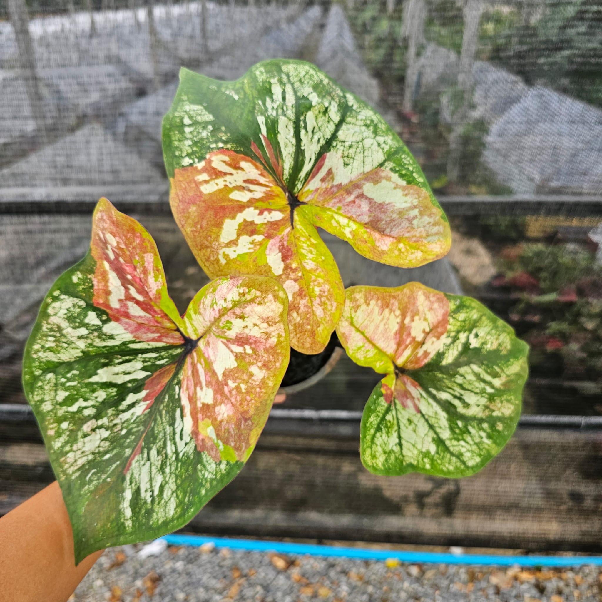 Optimus prime (Plant) - prasertcaladium